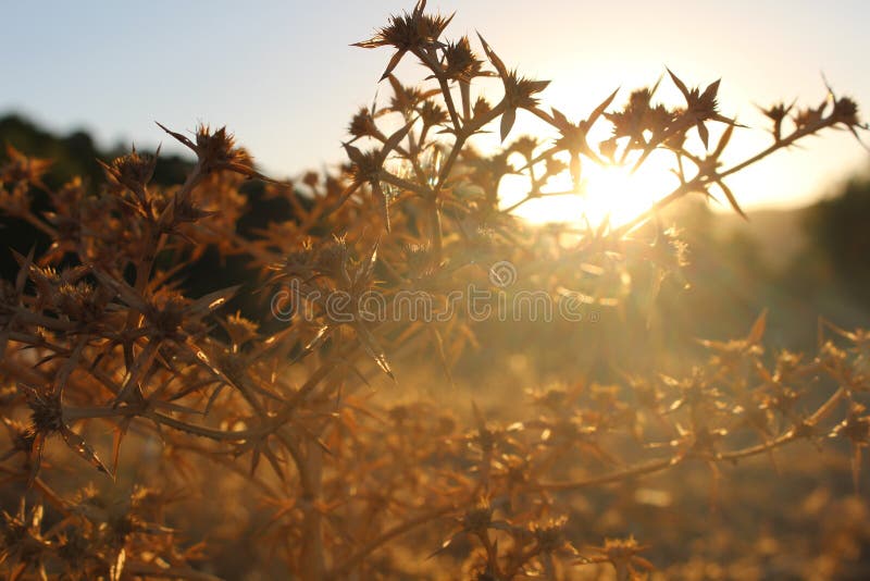 Natural Sunsit Forest Stock Photos - Free & Royalty-Free Stock Photos ...