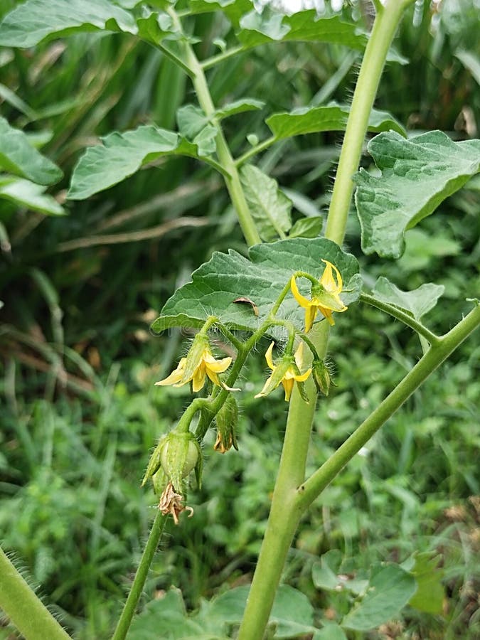 Very Nice Tomato Tree in the Garden Stock Image - Image of tomato ...