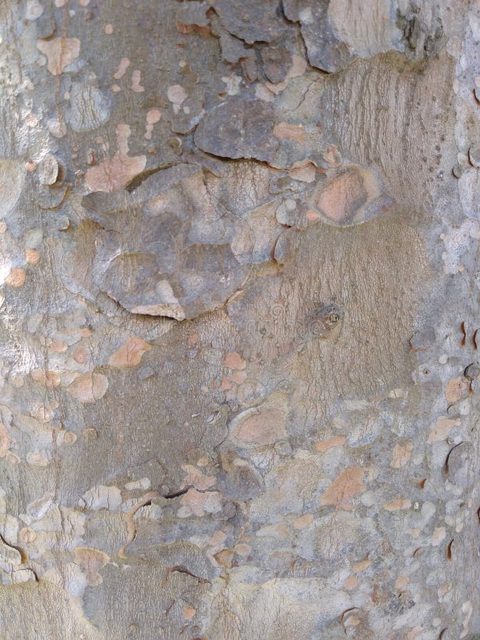 Very Nice Tree Bark Texture Can Use for Background Stock Image - Image ...
