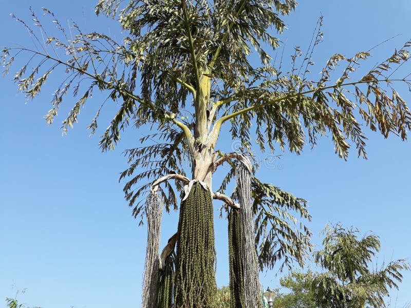 This is Very Nice Tree stock photo. Image of flower - 209969096