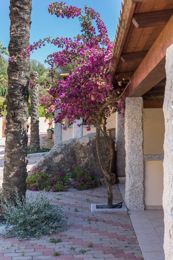 Very Nice Tree with Pink Flowers Near a Stone Structure Stock Image ...