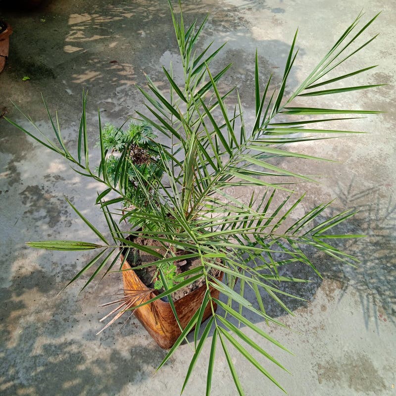 Tintu Stock Photos - Free & Royalty-Free Stock Photos from Dreamstime