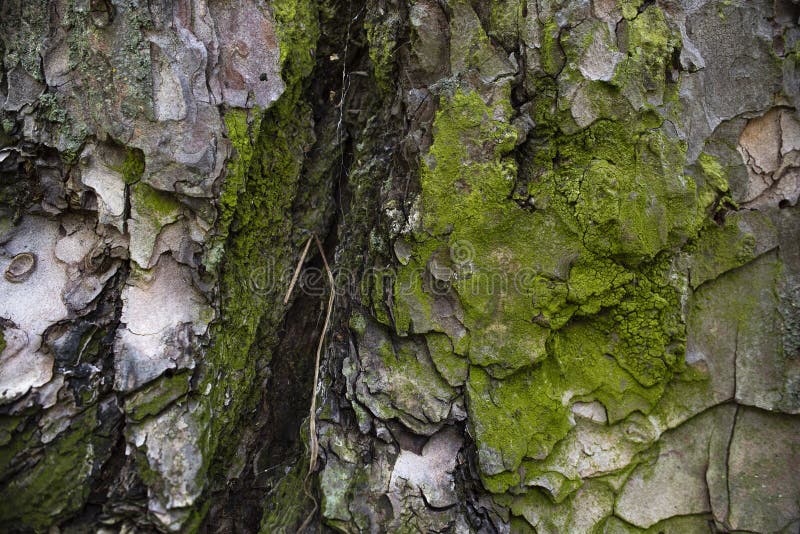 Very Nice Tree Trunk Texture Stock Photo - Image of surface, natural ...