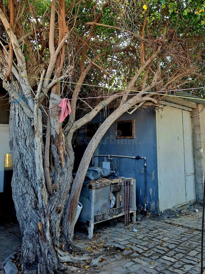 Very Nice Tree White Black Green Stock Image - Image of nice, black ...