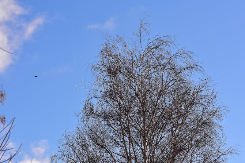 Very Nice Tree in the Winter Stock Photo - Image of cold, home: 136087534