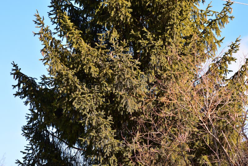 Very Nice Tree in the Winter Stock Photo - Image of black, light: 136088176