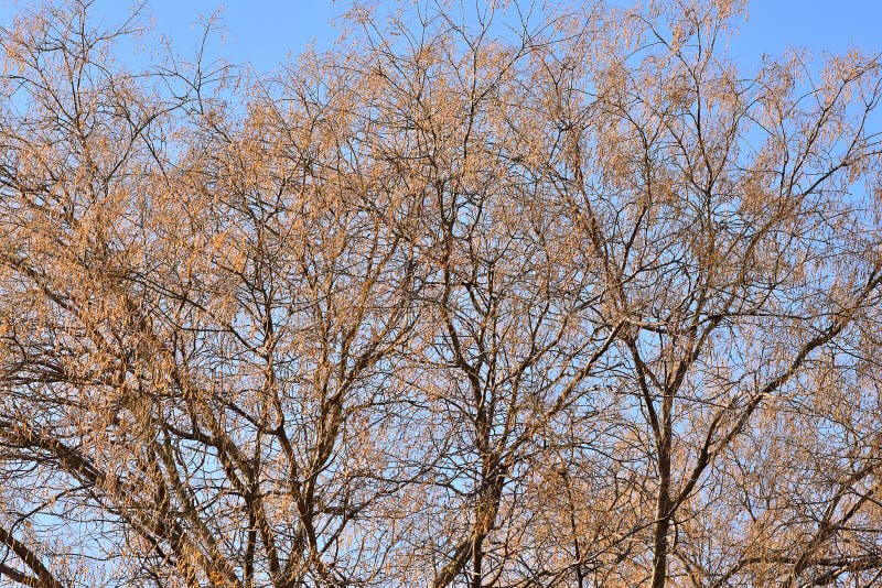 Very Nice Tree in the Winter Stock Photo - Image of close, pretty ...