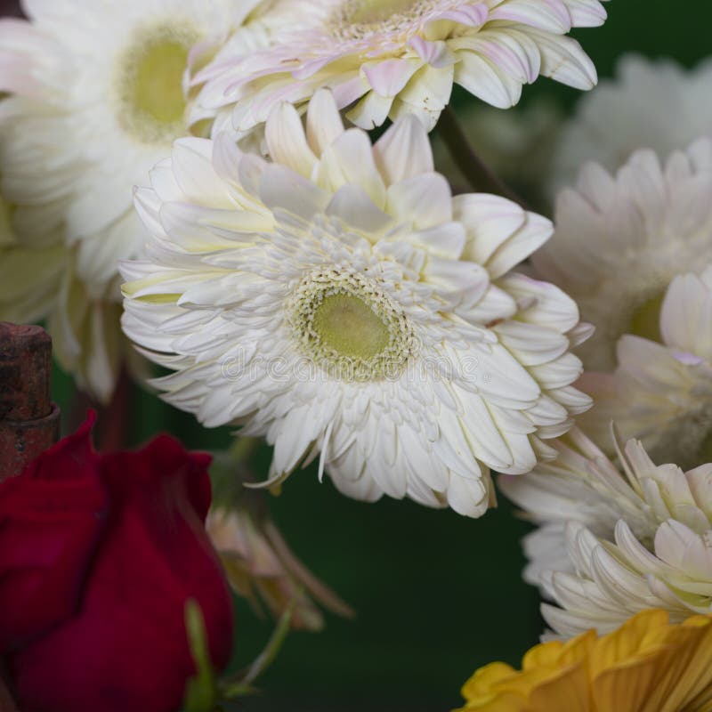 The Very Nice White Gerber Close Up Stock Photo - Image of aesthic ...