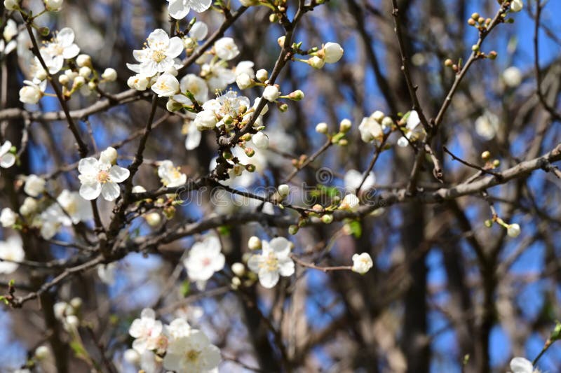 The Very Nice White Tree Blossoms Close Up View Stock Photo - Image of ...