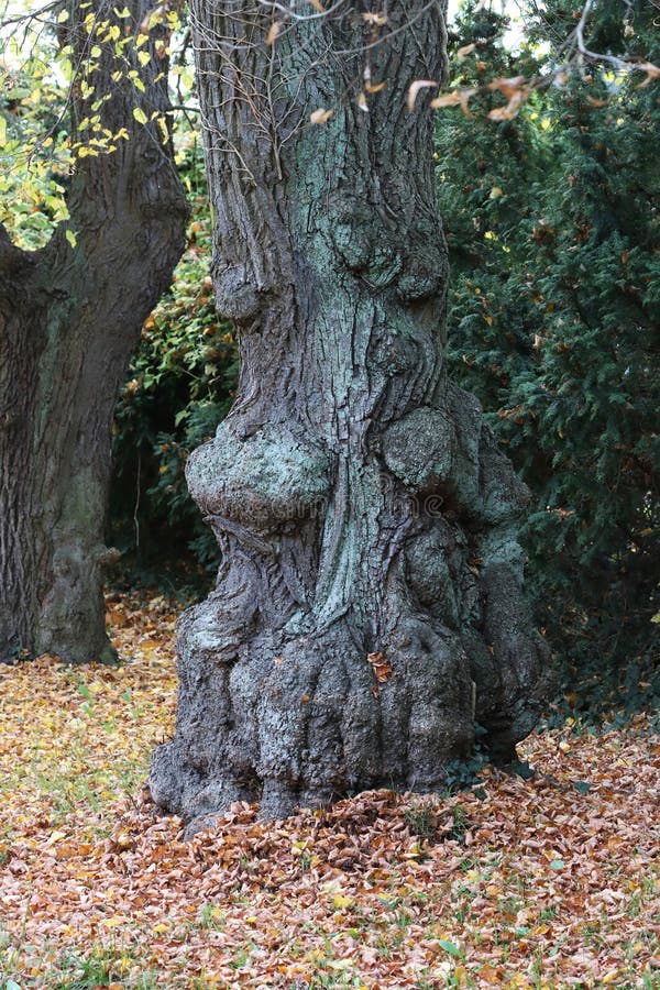 Very old big tree in park stock image. Image of grass - 378024983