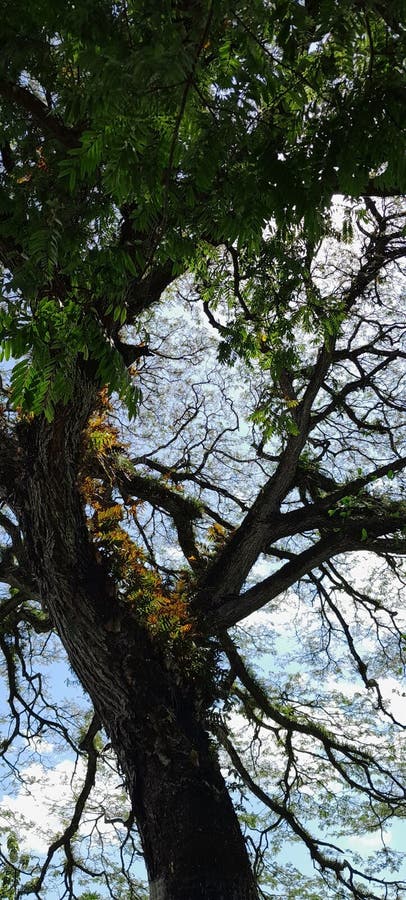 A Very Old Big Tree when Viewed from Below Stock Image - Image of ...