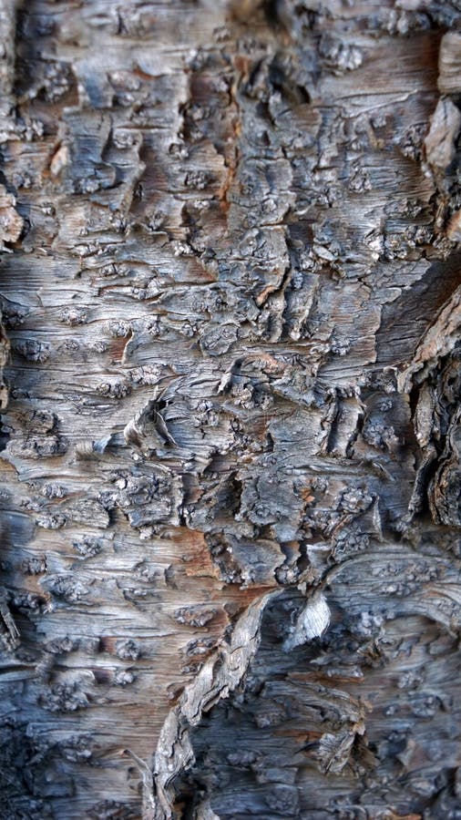 Very old damaged tree bark stock photo. Image of tree - 203178194