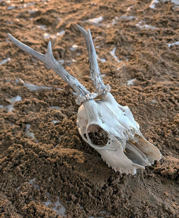 Dear skull in the sand stock image. Image of ancient - 369292929