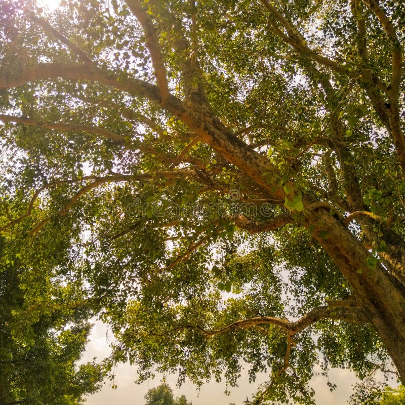 Ficus tree branch stock photo. Image of leaves, heart - 200664406