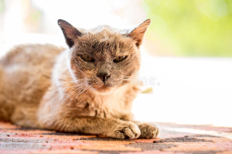 A Very Old Grey Cat Lying Down in a Garden. Stock Photo - Image of cats ...
