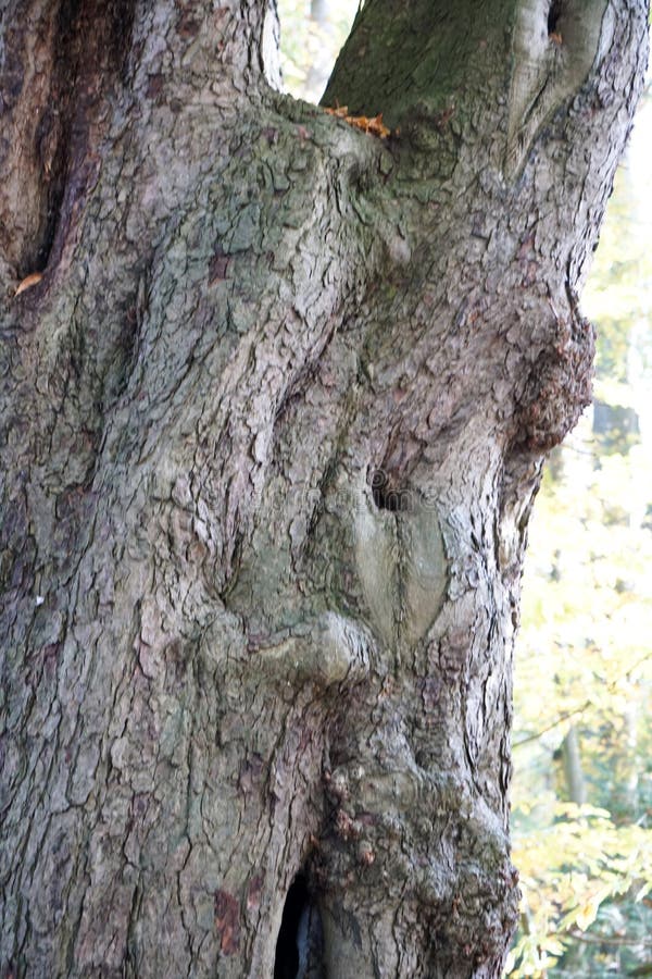 Very Old Hollowed Out Tree that Still Hasn`t Died Photographed in ...