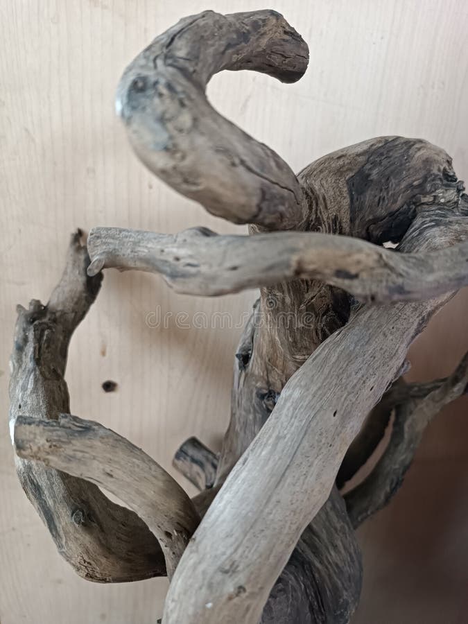 Very Old and Legendary Root Wood Stock Photo - Image of legendary, wood ...