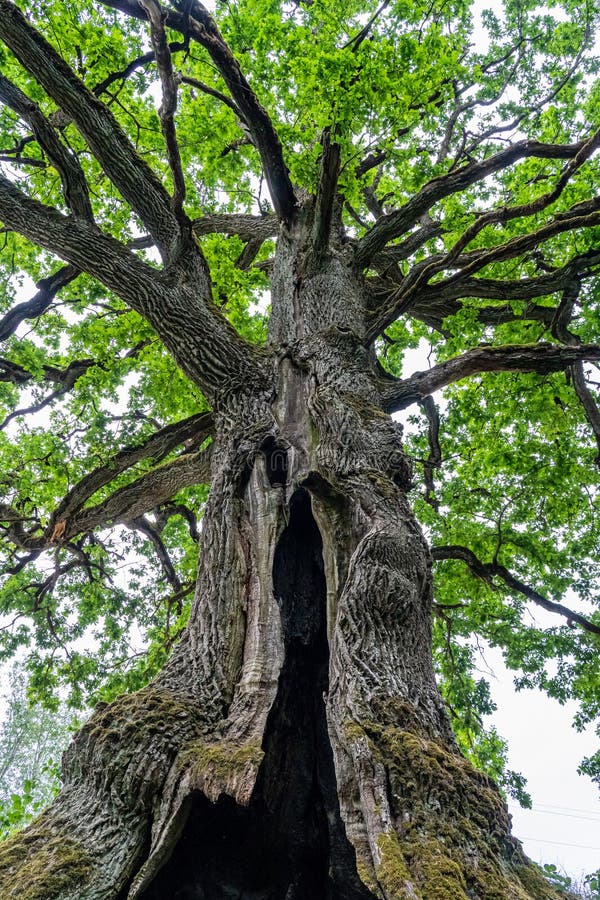 Very Old Oak with a Large Vertical Cavity in the Trunk Stock Photo ...