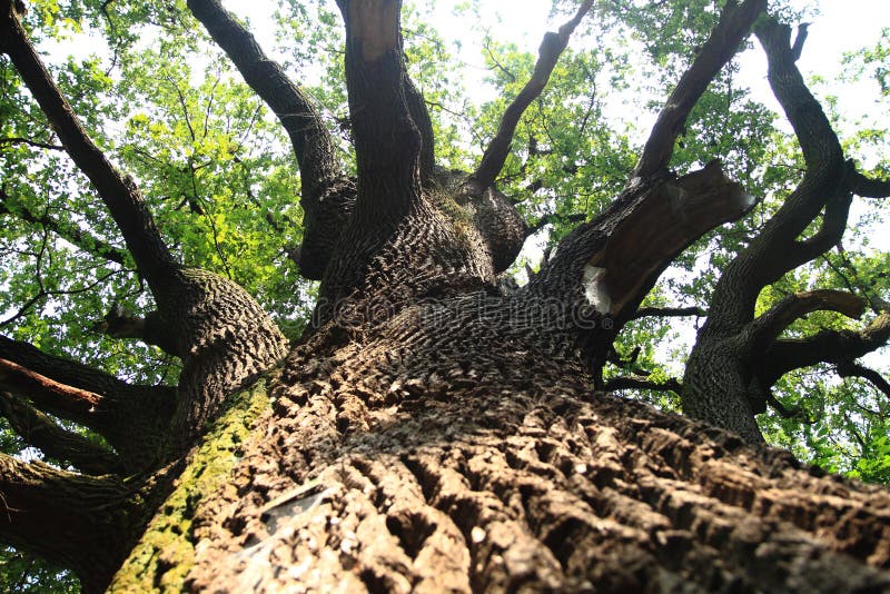 Very old oak tree stock image. Image of background, park - 107963909