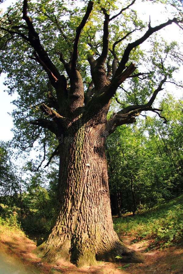Very old oak tree stock photo. Image of wood, white - 107964066