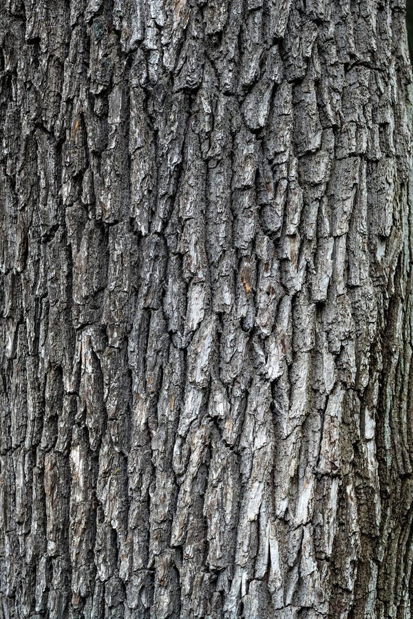 Very Old Oak Tree Bark Texture Close-up Stock Photo - Image of ecology ...