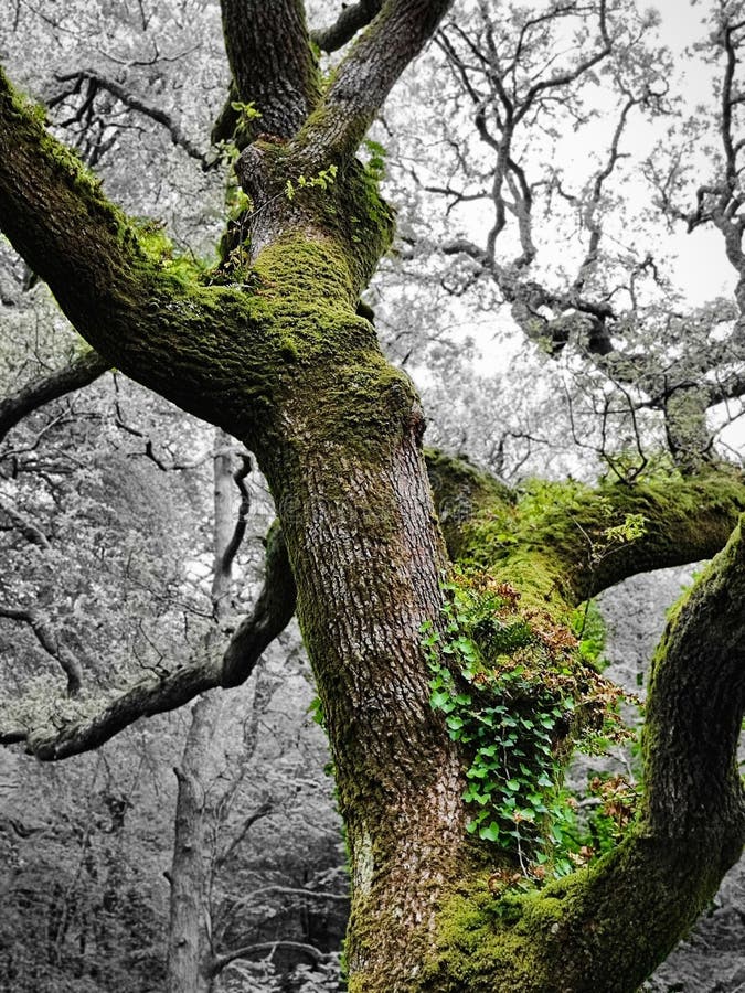 Very Old Oak Tree in a Dartmoor Forest, Devon Stock Image - Image of ...