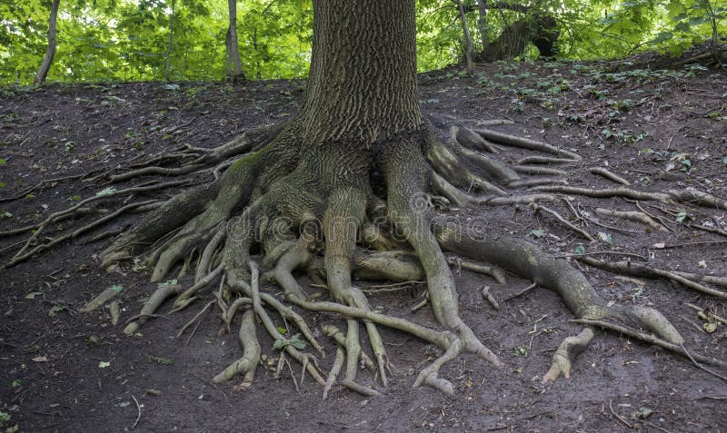 Scary Giant Octopus Stock Photos - Free & Royalty-Free Stock Photos ...