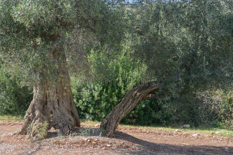 Very Old Olive Tree with Twisted and Splintered Trunk Stock Image ...
