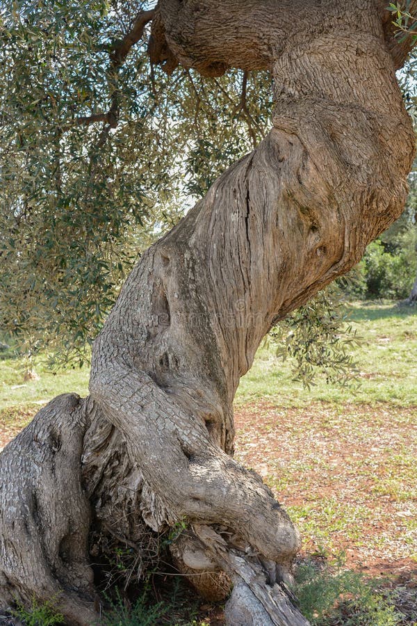 Very Old Olive Tree with Twisted and Splintered Trunk Stock Photo ...