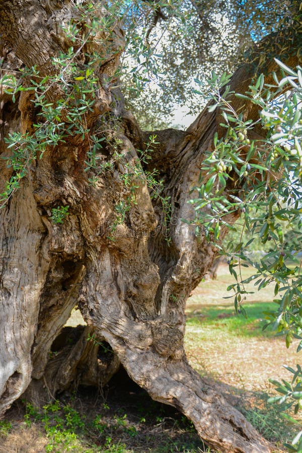 Very Old Olive Tree with Twisted and Splintered Trunk Stock Photo ...