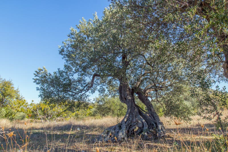 Olive Field With Big Old Olive Tree Roots Stock Image - Image of dream ...