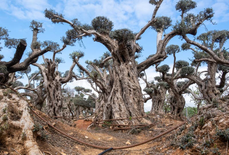 Very Old Olive Trees Forest on Blue Sky Background Stock Photo - Image ...