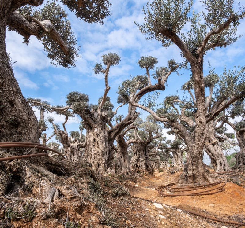 Very Old Olive Trees Forest on Blue Sky Background Stock Photo - Image ...