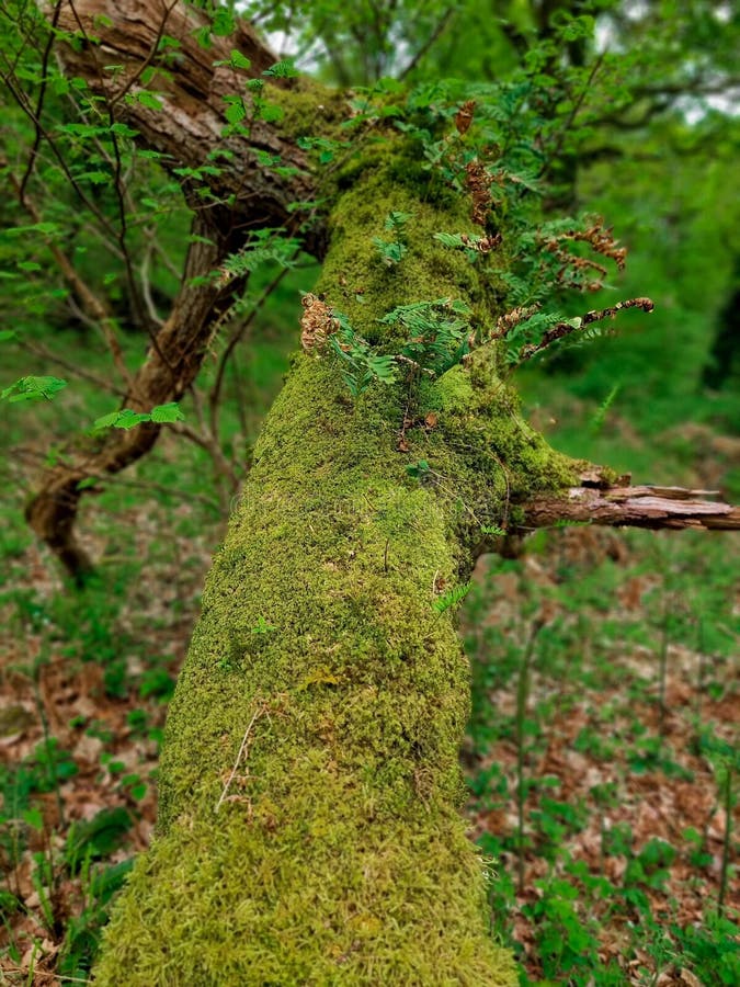 Very Old Overgrown with Moss Tree in a Dartmoor Forest, Devon Stock ...