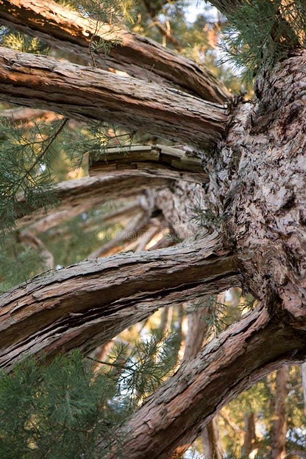 Very old pine tree stock photo. Image of green, bark, tall - 7033610