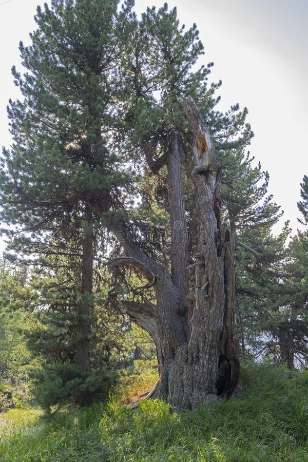 The Very Old Pinus Cembra Tree in Engadin Valley - Switzerland. Stock ...