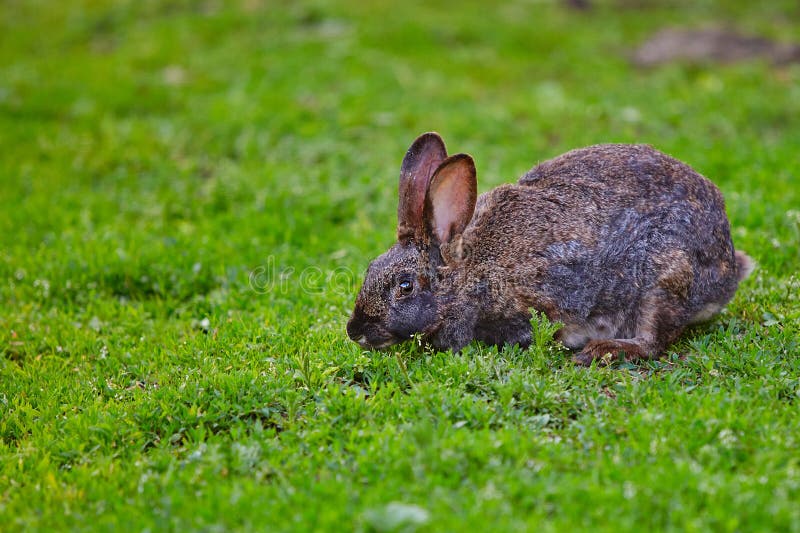 Very Old Rabbit Eating Grass Stock Photo - Image of furry, eating ...