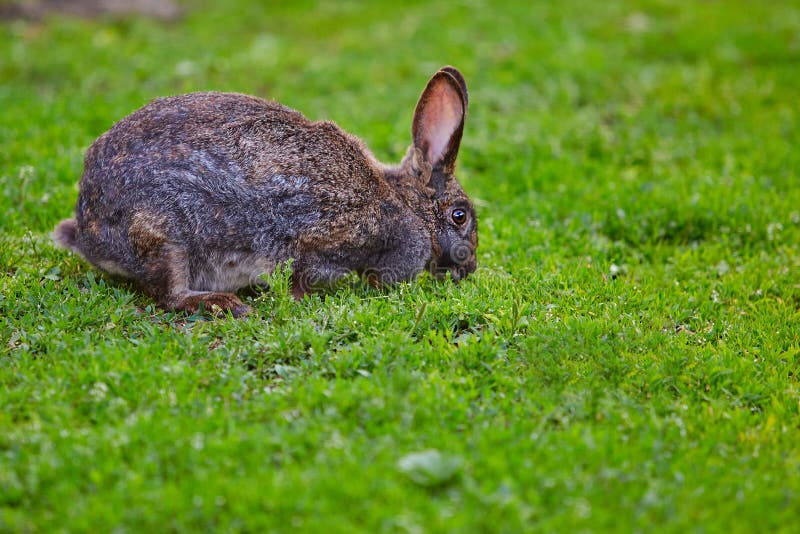 Very Old Rabbit Eating Grass Stock Image - Image of tree, mammal: 155707687