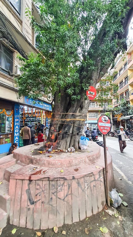 A Very Old Ritual Tree on the Street Editorial Image - Image of ...