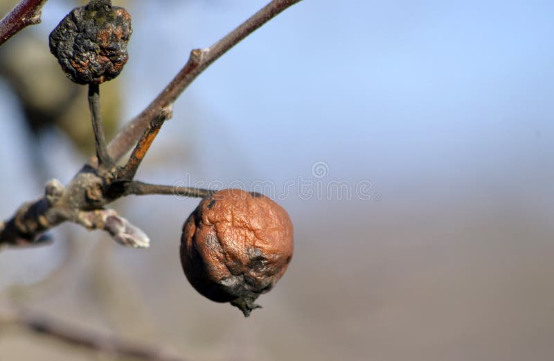 Very Old Rotten Apple on a Branch Stock Photo - Image of chilled, plant ...