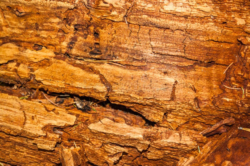Texture of an Old Rotten Tree Stock Image - Image of green, grain ...