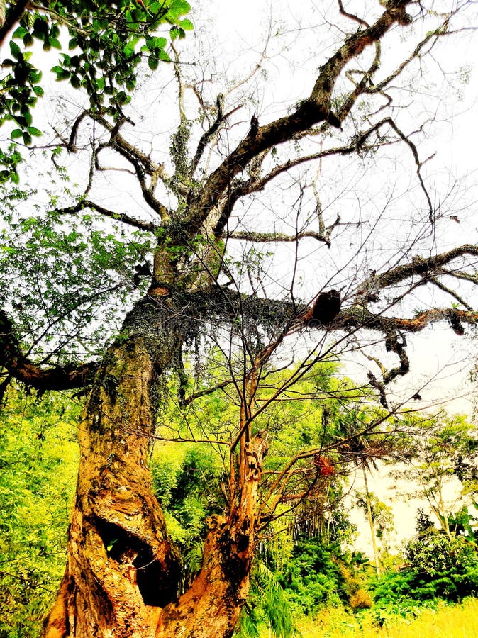The Very Old Samanea Saman Tree is Hundreds of Years Old. Stock Image ...