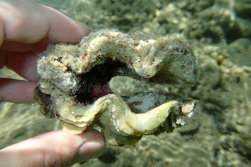 Old sea shell in the hand stock image. Image of outdoors - 329734141