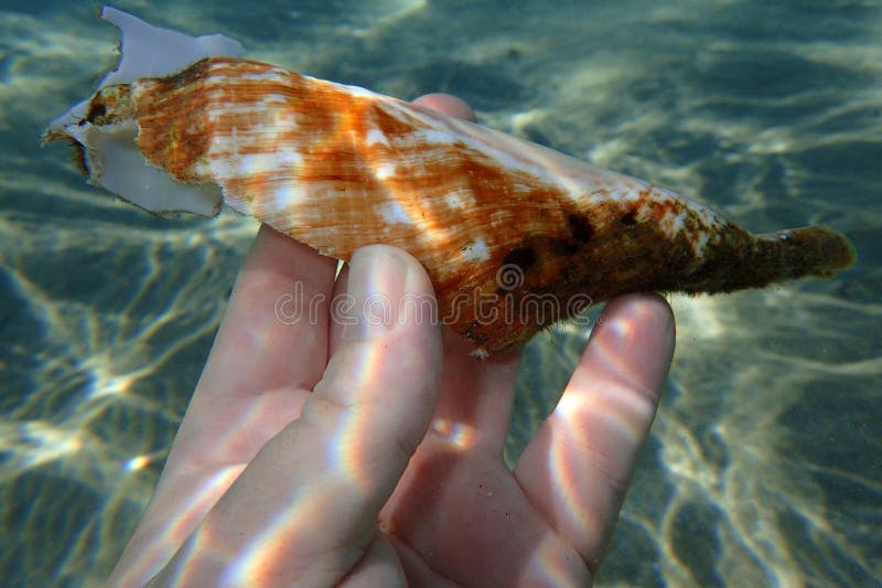 Old sea shell in the sand stock photo. Image of nature - 318599188
