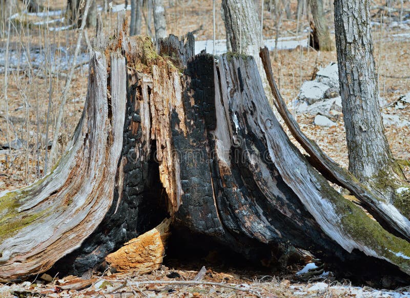 Very old stump 1 stock photo. Image of large, carrion - 24392720