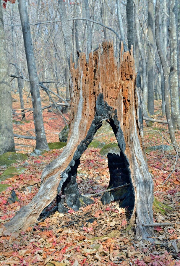 Very old stump 3 stock image. Image of decay, vertical - 62448013