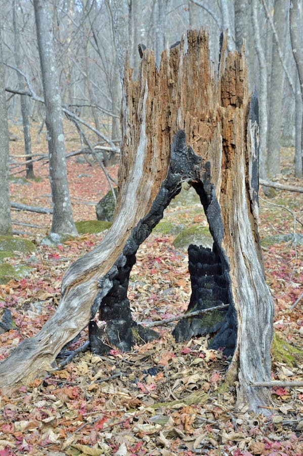 Very old stump 2 stock image. Image of close, decaying - 86076711