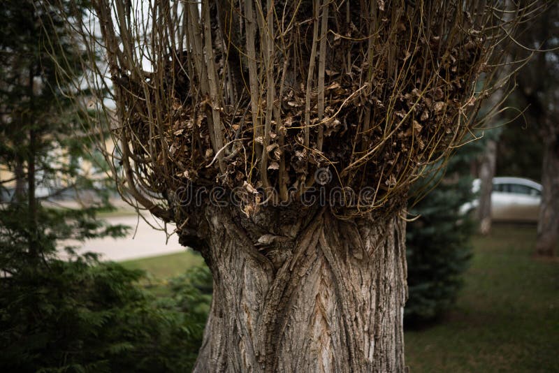 A very old thick tree stock image. Image of covered - 247072637