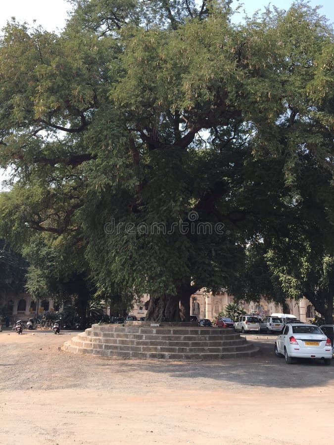 300 Years Old Tree in India Editorial Stock Image - Image of ...