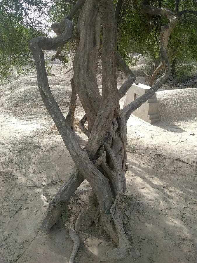 A Very Old Tree in the Cemetery Stock Photo - Image of cemetery ...
